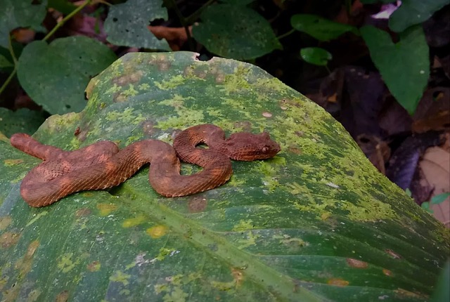 Serpientes de Costa Rica