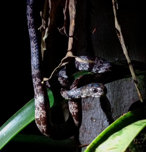 Serpientes de Costa Rica