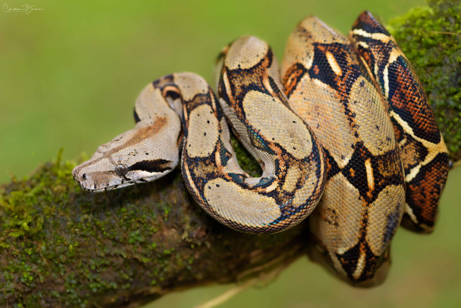 Serpientes de Costa Rica